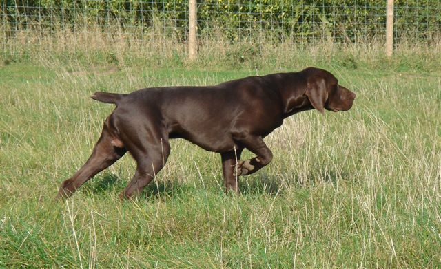 About the German Shorthaired Pointer (GSP) | Gundalf Weimaraner and ...